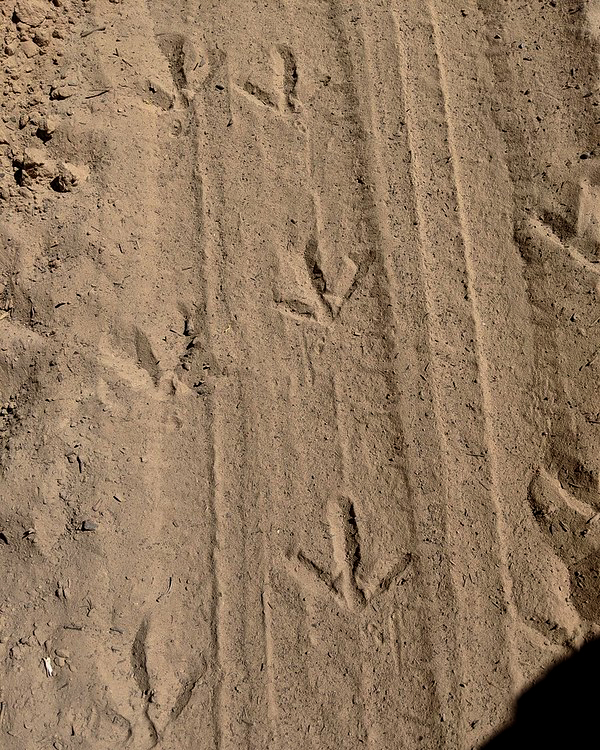 Bird Tracks - Always Bring Binoculars