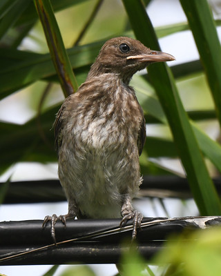 Birding Puerto Rico #3: San Juan - Always Bring Binoculars